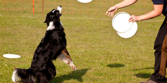 Che cosa succede quando un ingegnere ha un cane? | Elettronica Open Source